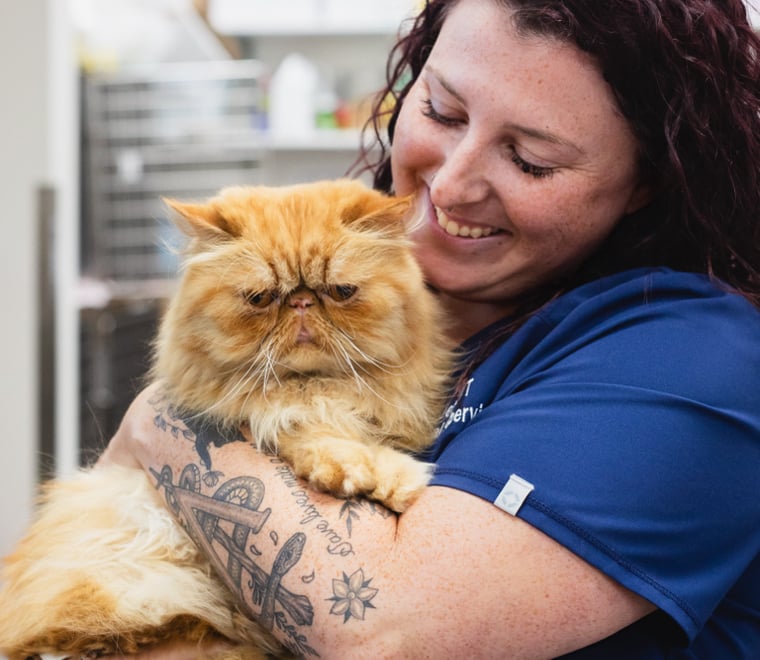 Hot Veterinary Jobs - Rarebreed Veterinary Partners