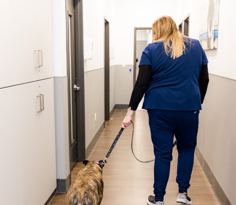 Hot Veterinary Jobs - Rarebreed Veterinary Partners