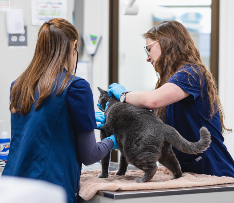 Veterinary Careers - Rarebreed Veterinary Partners